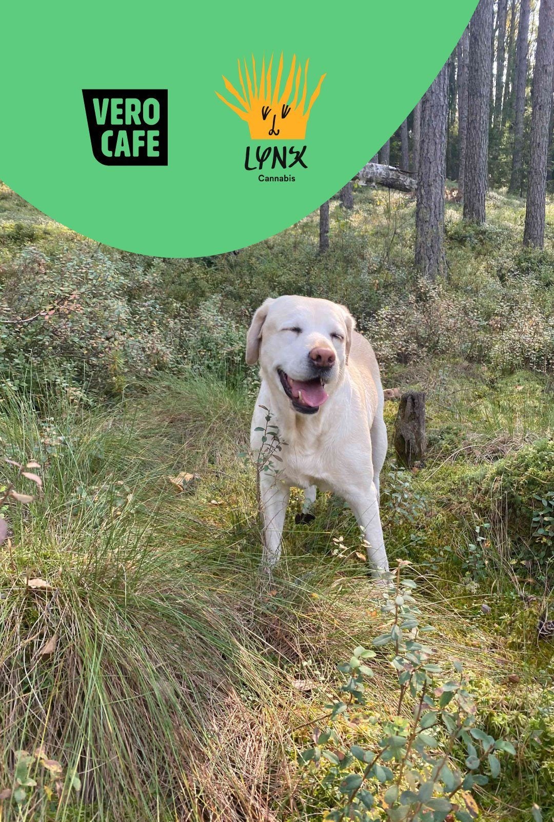 Kolaboracija / Lynx Cannabis – VERO CAFE